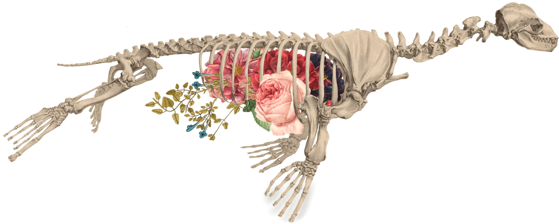 Colt Steele | Colt Steele